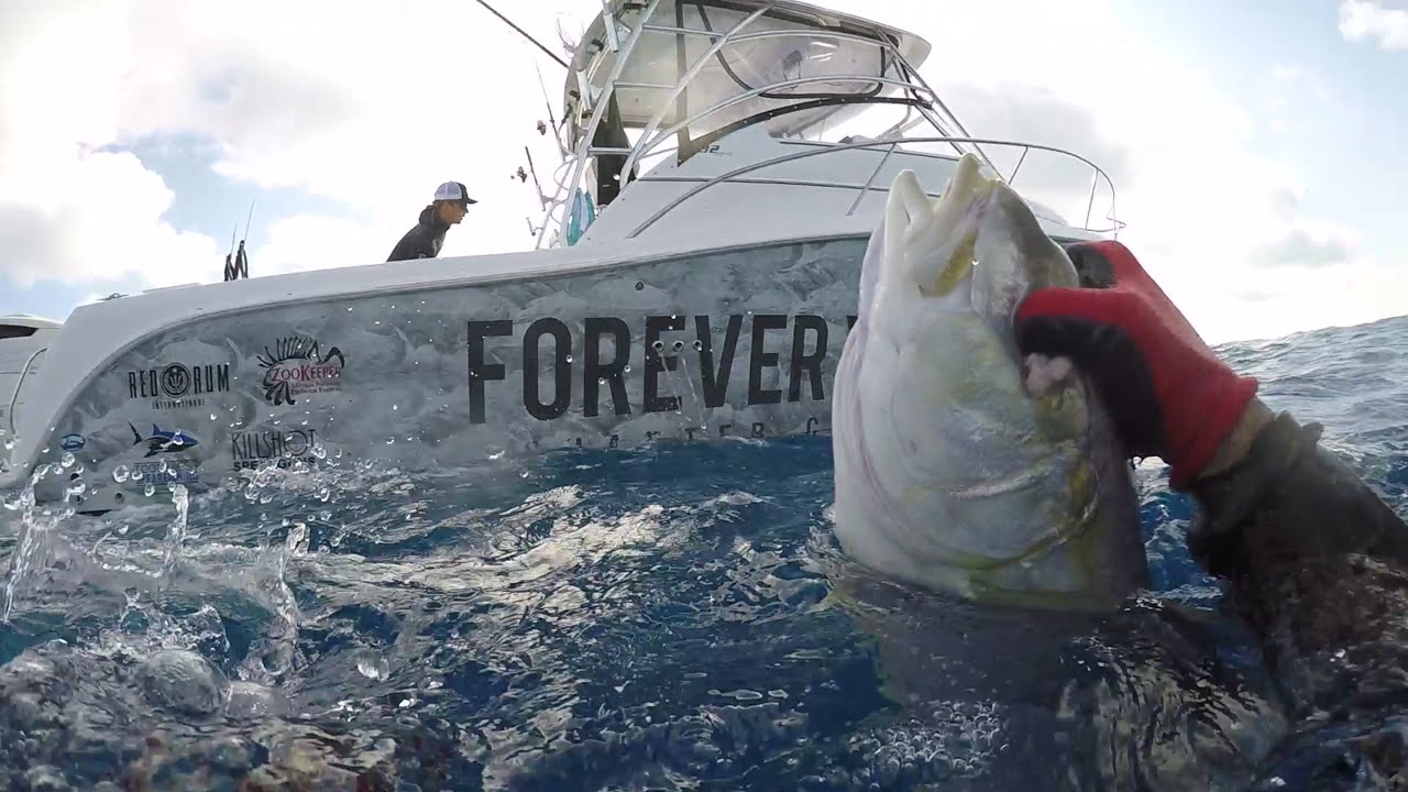 Red Rum Spearfishing with Forever Young Charter Co. - BIG Yellow Jacks ...