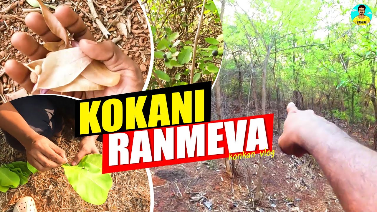 कोकणचा रानमेवा | कोकणातील करवंद | kokani ranmeva | रत्नागिरी -लांजा ...