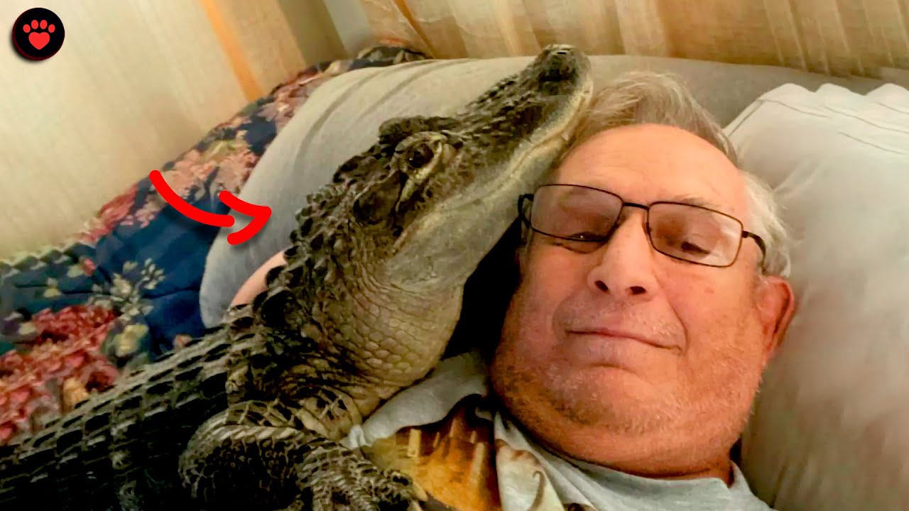 This alligator provides emotional support to a sick man - YouTube