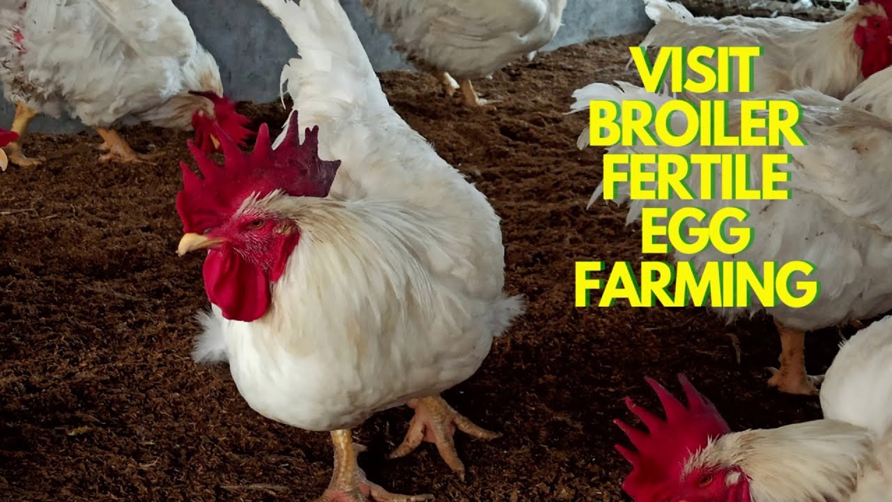 First Time Visit Broiler Parent Stock Breeder Farm 🍗🍗🍗 Broiler Fertile ...