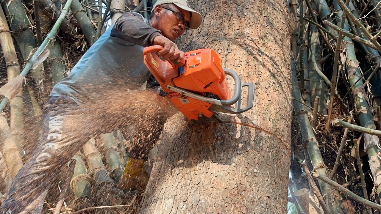 A tiring day... Felling 3 trees from morning to evening!! - YouTube