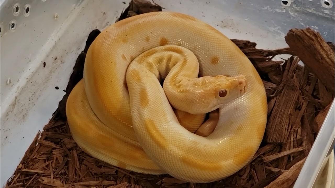 Albino Patternless Burmese Python Male #21mlap04 plump, tame, as good ...
