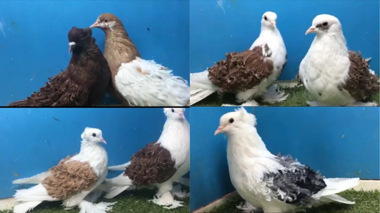 Colorful Frillback pigeons collections and breeding pair - YouTube