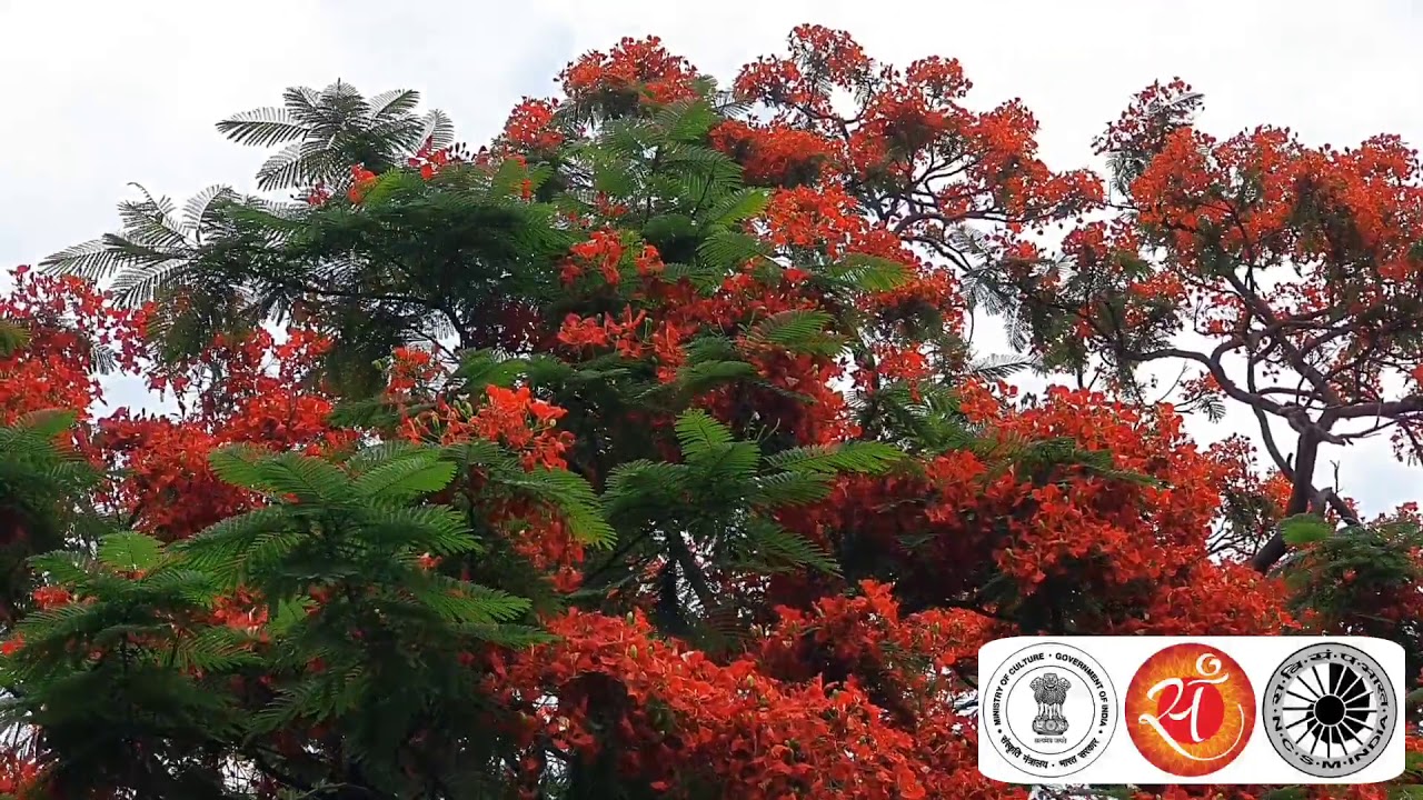 Know about Gulmohar - YouTube