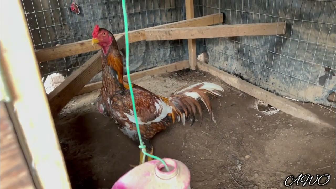 Update Qaib breeding and pot chickens 🤣 - YouTube