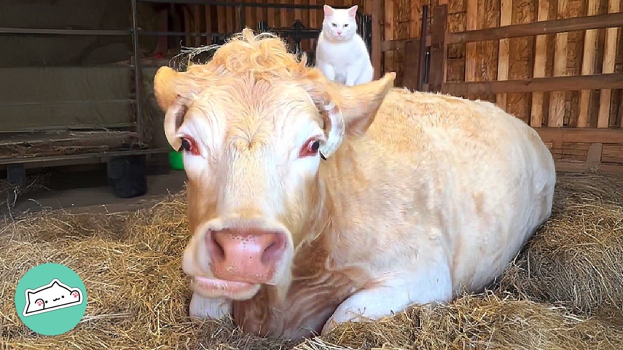 Two Cows Visit Their Cat Friends Every Morning | Cuddle Buddies - YouTube