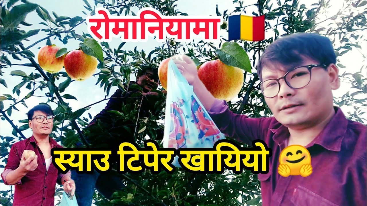 राेमानियामा 🇹🇩 स्याउ 🍎टिपेर खायियाे 🤗 ️ Apple In Romania | Romania ...
