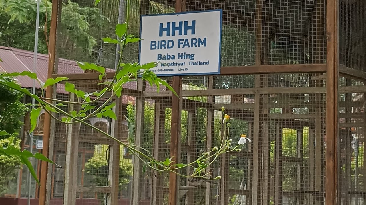 HHH BIRD FARM ลูกช่อง011 (ติดต่อ)0883944696 Line id: afwan115 - YouTube