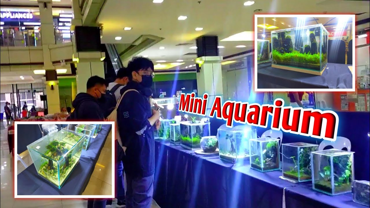Ang ganda ng mga isda at Aquarium. - YouTube