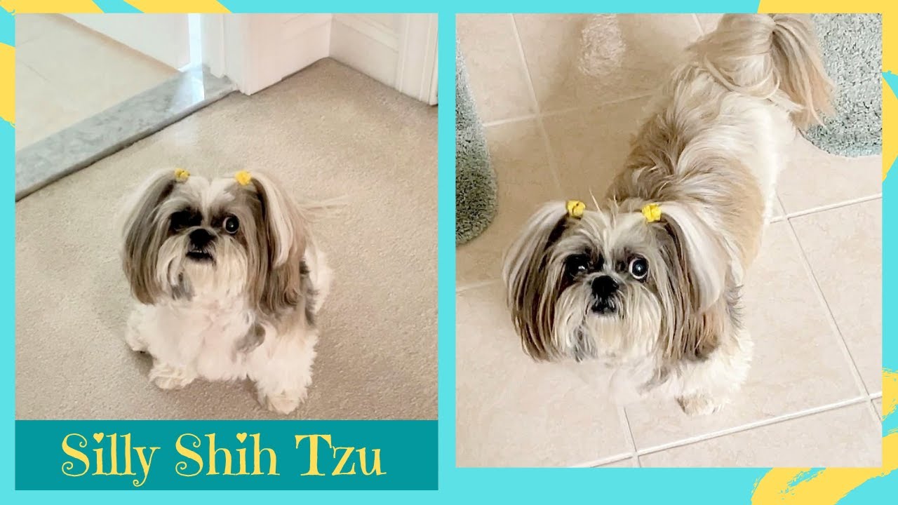 Why is Shih Tzu fascinated with that room? 🤔😂 | Silly Lacey dog and ...