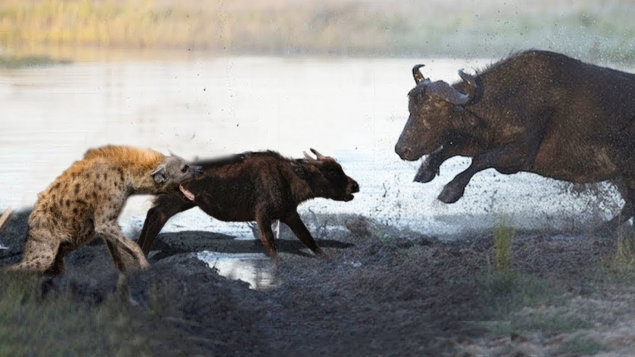 하이에나 vs 버팔로 엄청난전투!Hyena vs Buffalo Ffight - YouTube