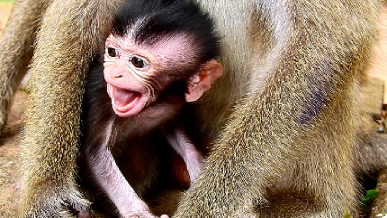 terrify !!! million breakheart of Daniela, Deedee catch baby without ...