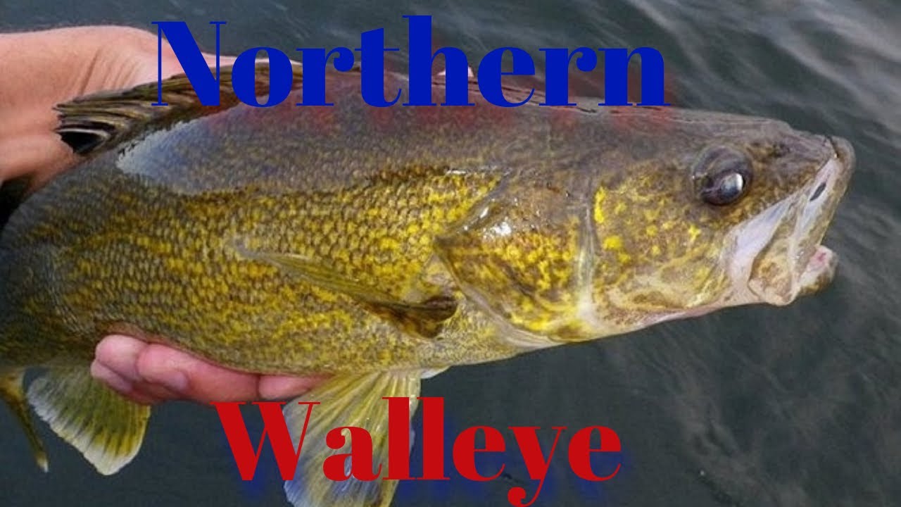 NONSTOP WALLEYE ACTION! | Northern Ontario Walleye Fishing - YouTube