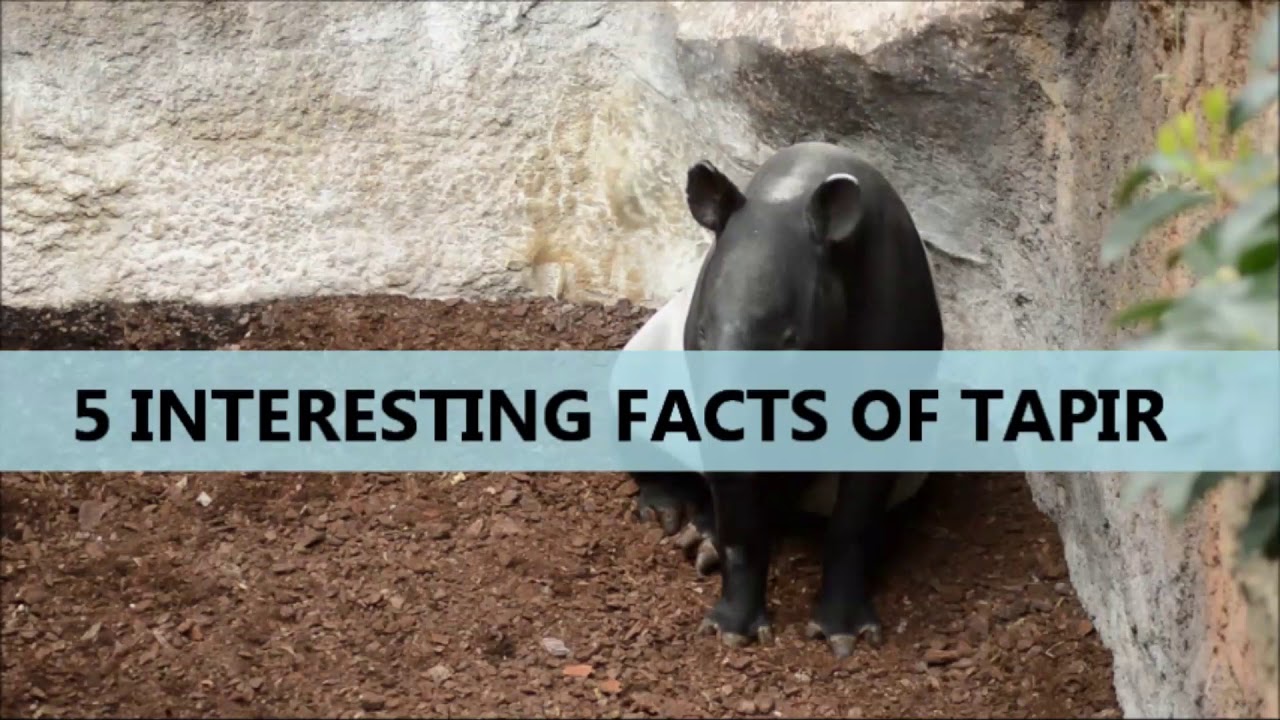 Endangered Tapir : Documentary for SBB3023 Biodiversity and Evolution ...