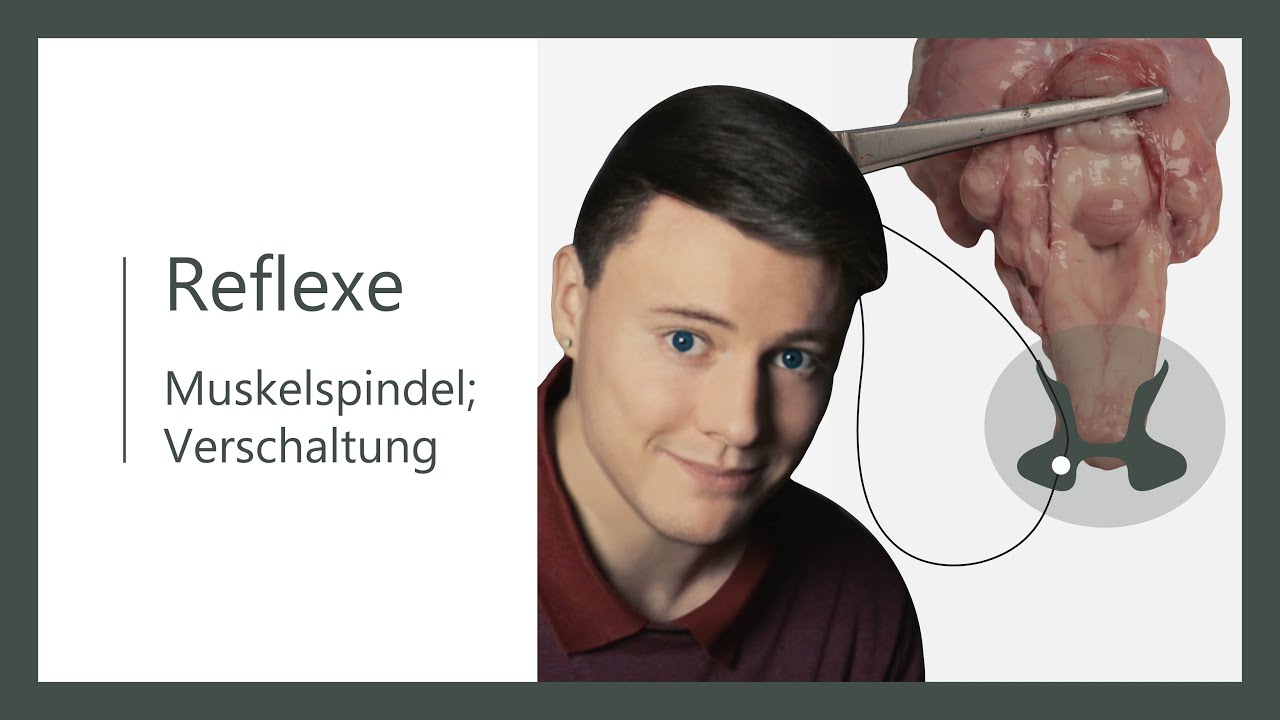 Reflexe Muskel/Sehne - Teil 4 - Muskelspindel Verschaltung Rückenmark ...