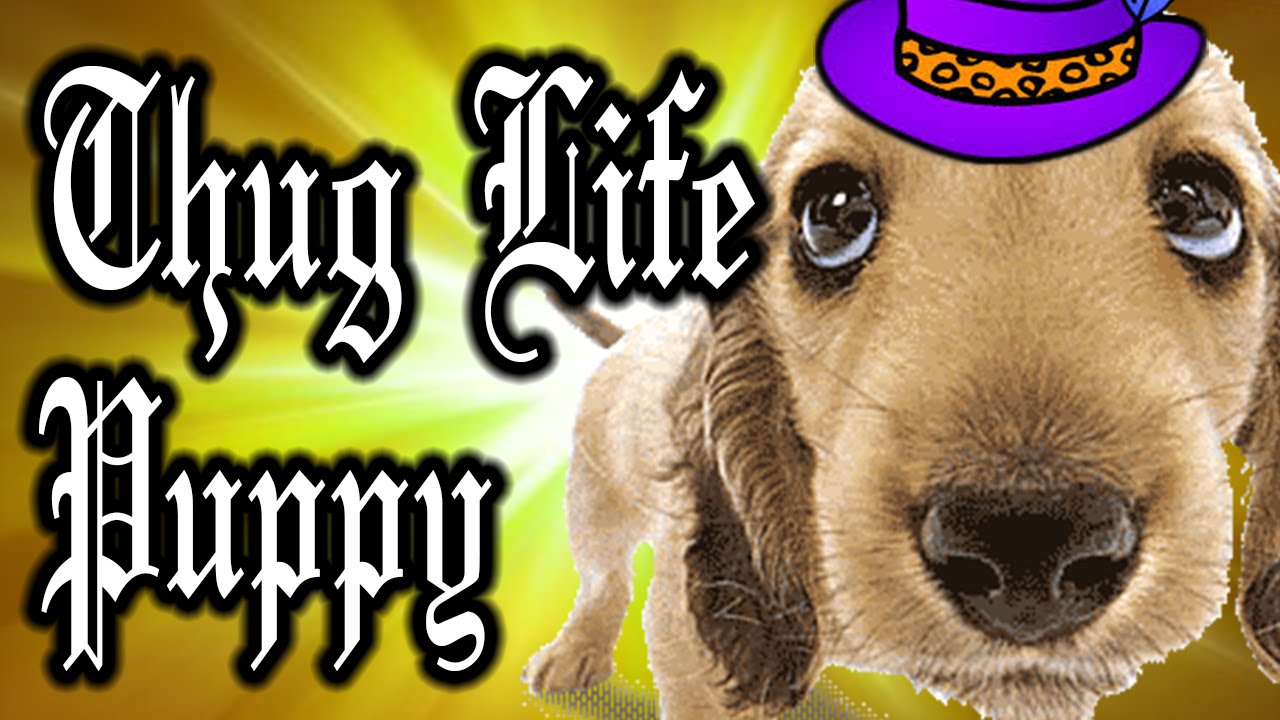 Thug Life Puppy YouTube thug-life-puppy-youtube