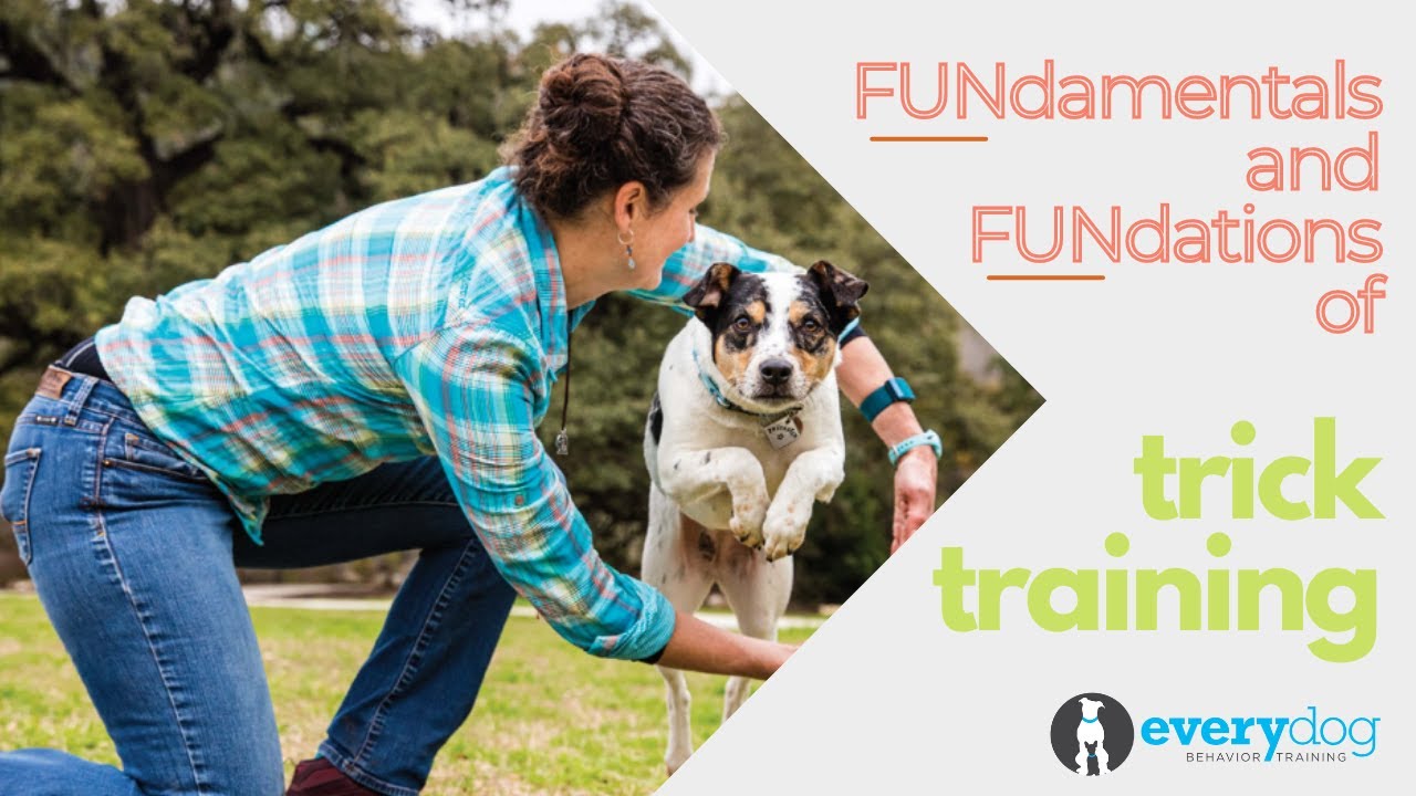 Trick Training with Your Dog: FUNdamentals and FUNdations! - YouTube