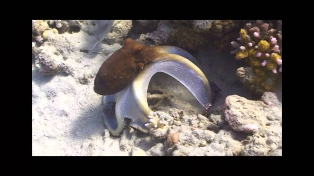 Octopus music HD - YouTube