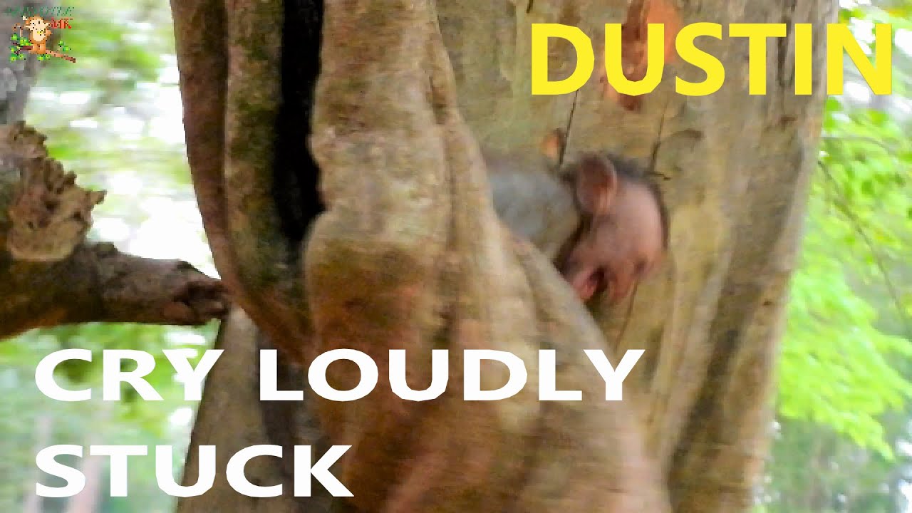 BREAK HEART BABY DUSTIN SUPER CRY STUCK IN HOLE TREE NEED FOR HELP HIM ...