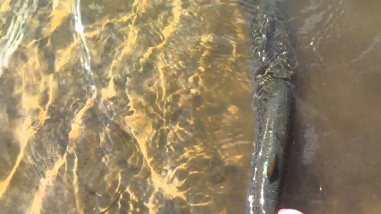 66cm slakis keliauja atgal i laisve !! - YouTube