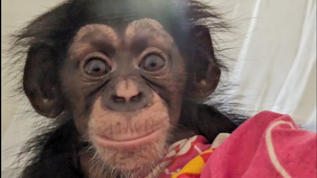 Setups and Donkey Kong Swing - YouTube