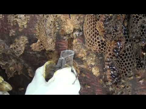 Honey Bee Cut Out (Collecting A Wild Colony) - YouTube