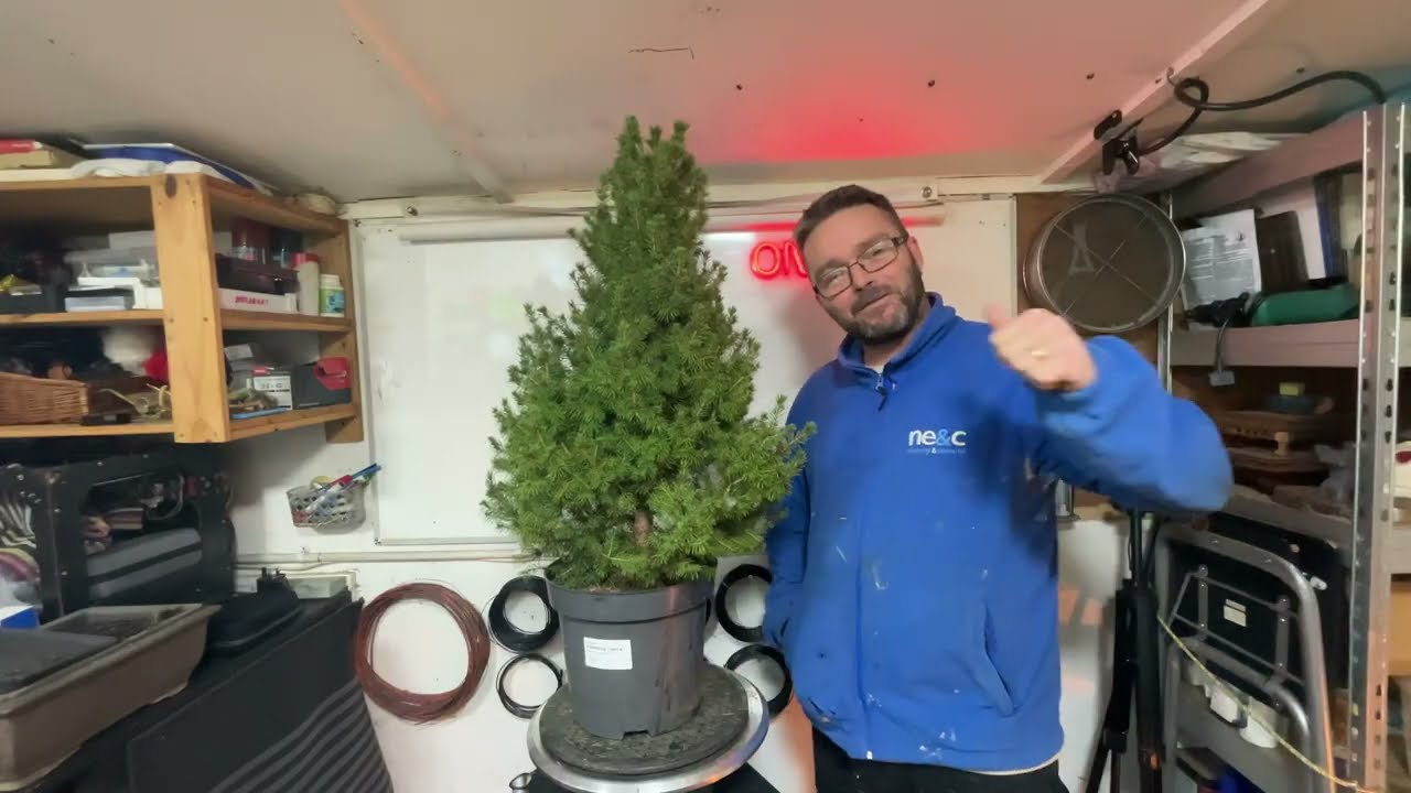 How To Turn Your Christmas Tree Into A Bonsai Masterpiece - YouTube