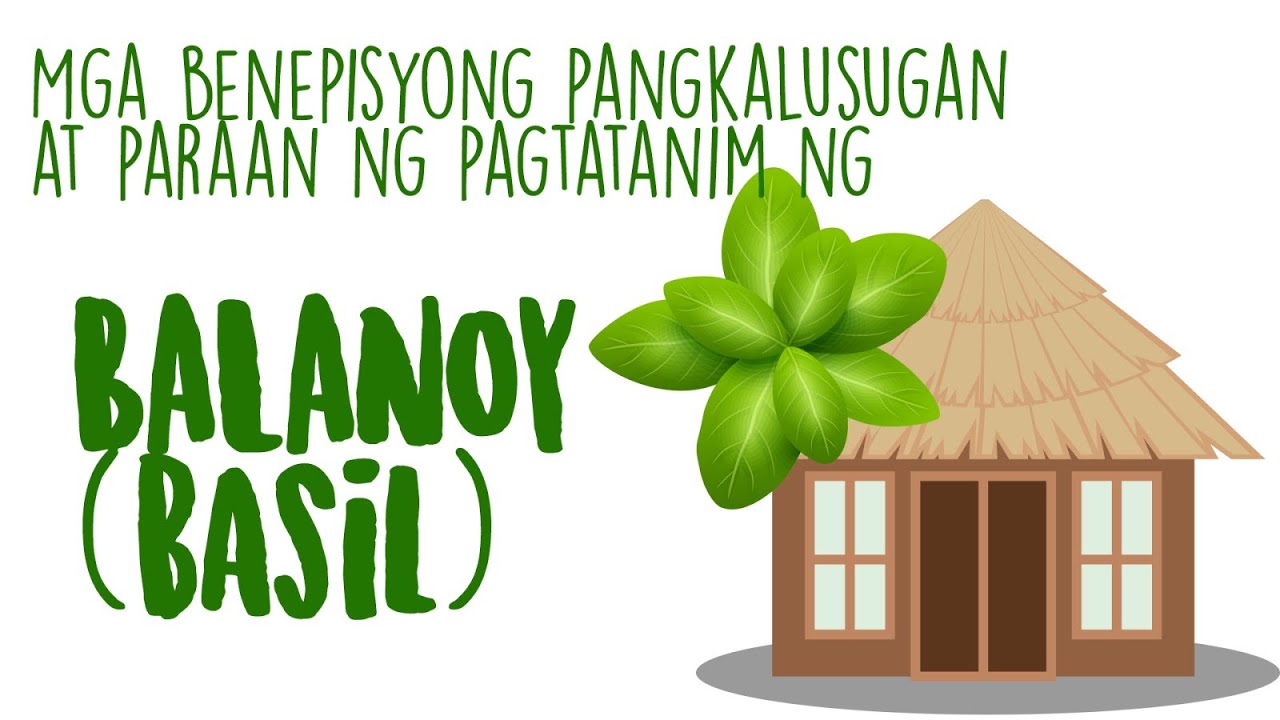 Halamang Balanoy (Basil) Mga Benepisyo sa Kalusugan at Kung Paano Ito ...