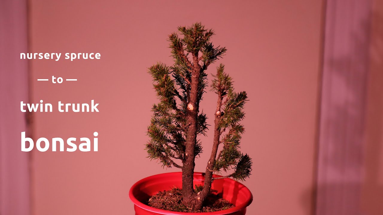 Making a twin trunk bonsai out of nursery spruce - YouTube