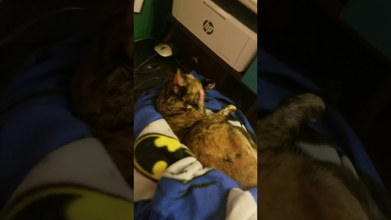 Pumpkin loves my Batman snuggie. - YouTube