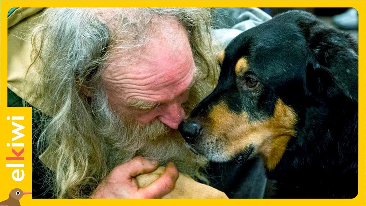El perro que le salvó la vida a un vagabundo - YouTube