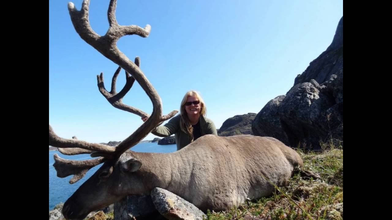 Magic trip of Musk Ox and Caribou hunting in Greenland with ProfiHunt ...