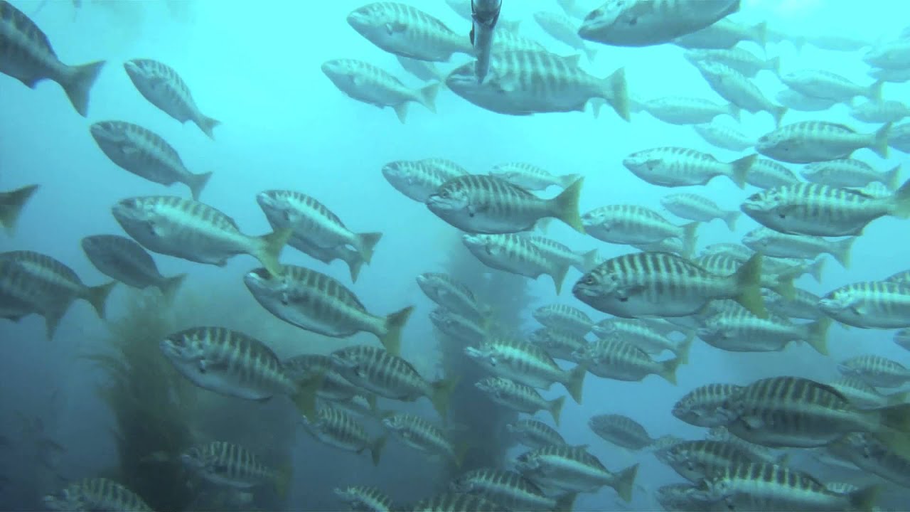 Zebra Perch Tornado - YouTube