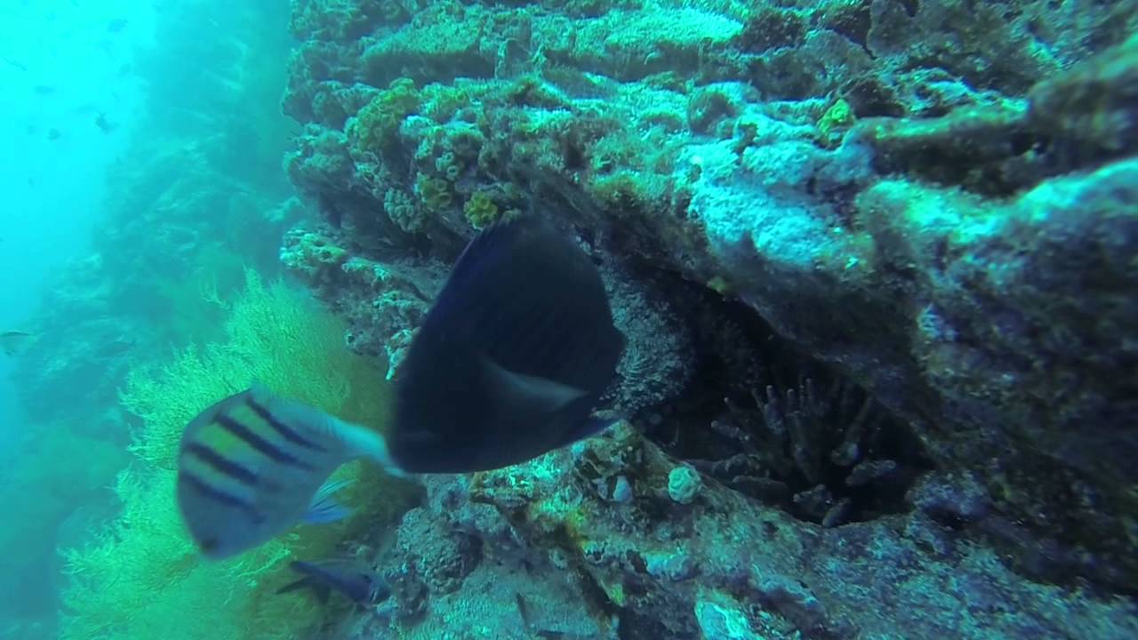 Octopus eats fish egg nest! Galapagos Islands - YouTube