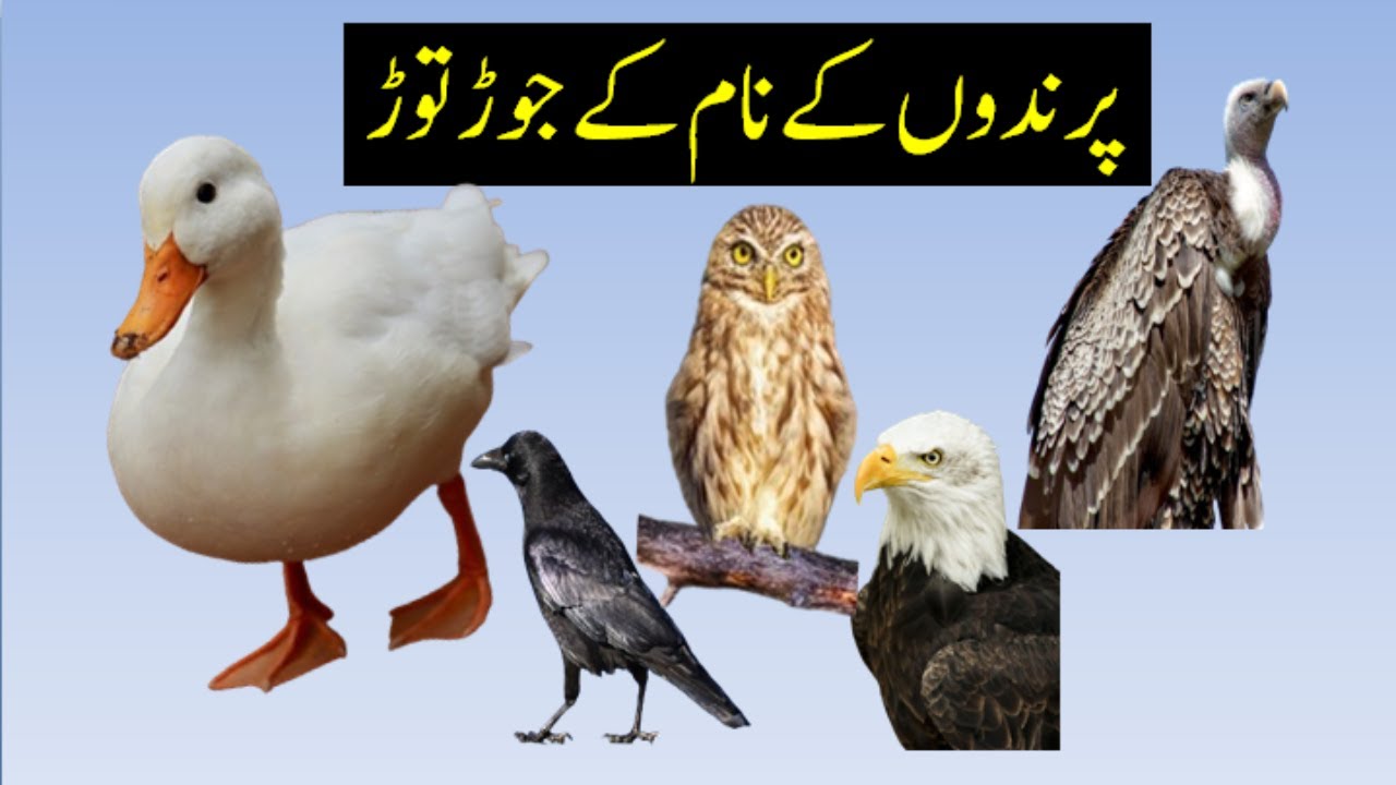 Urdu Haroof k jor tor | Name of birds part 2 | اردو حروف کے جوڑ توڑ ...