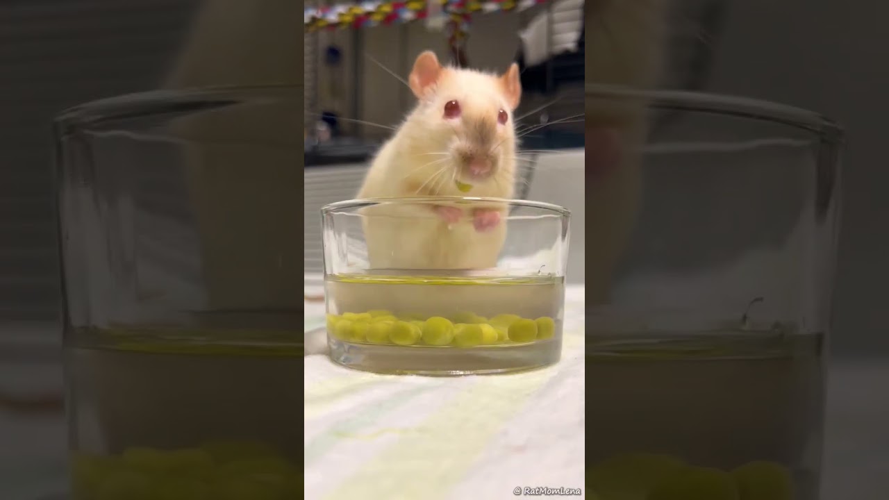 Pet Rat Pea Feashing 🟢 - YouTube