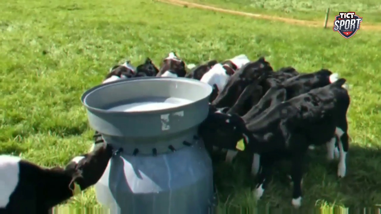 Amazing Modern Dairy Farming | Cow Milk Harvest Technology |Dairy ...