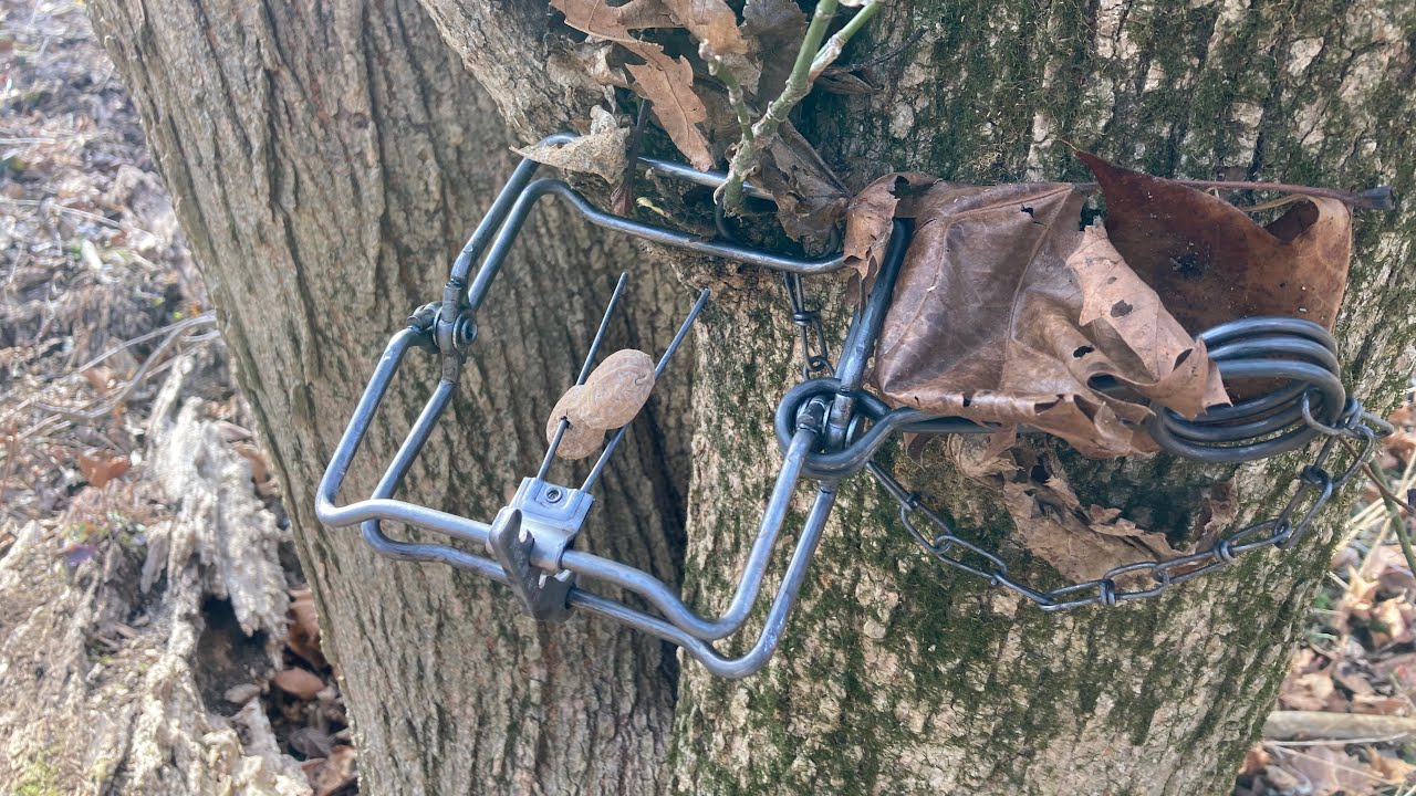 Checking Squirrel Traps and Setting Coon Cuffs - YouTube