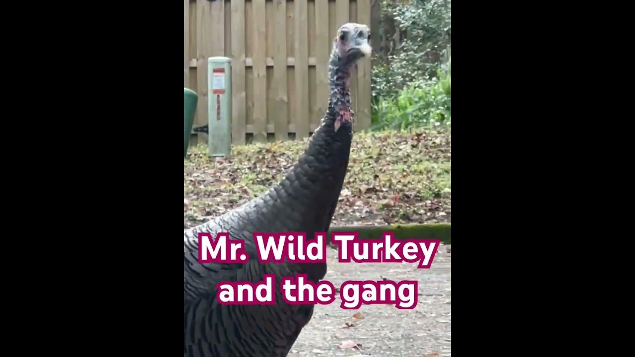 Mr. Wild Turkey and the gang #turkey #wildturkey #animallover #nature # ...