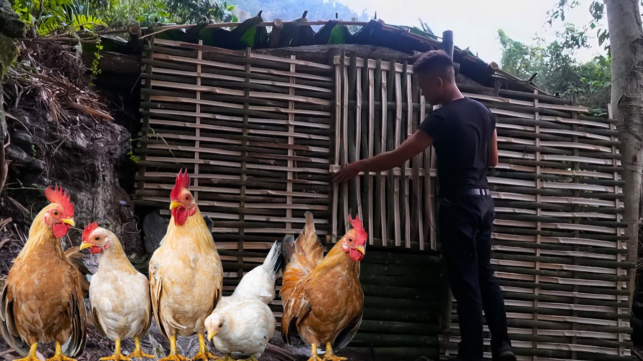 SURVIVAL SHELTER alone in a CAVE. Ep6: CHICKEN COOP build, Catching ...