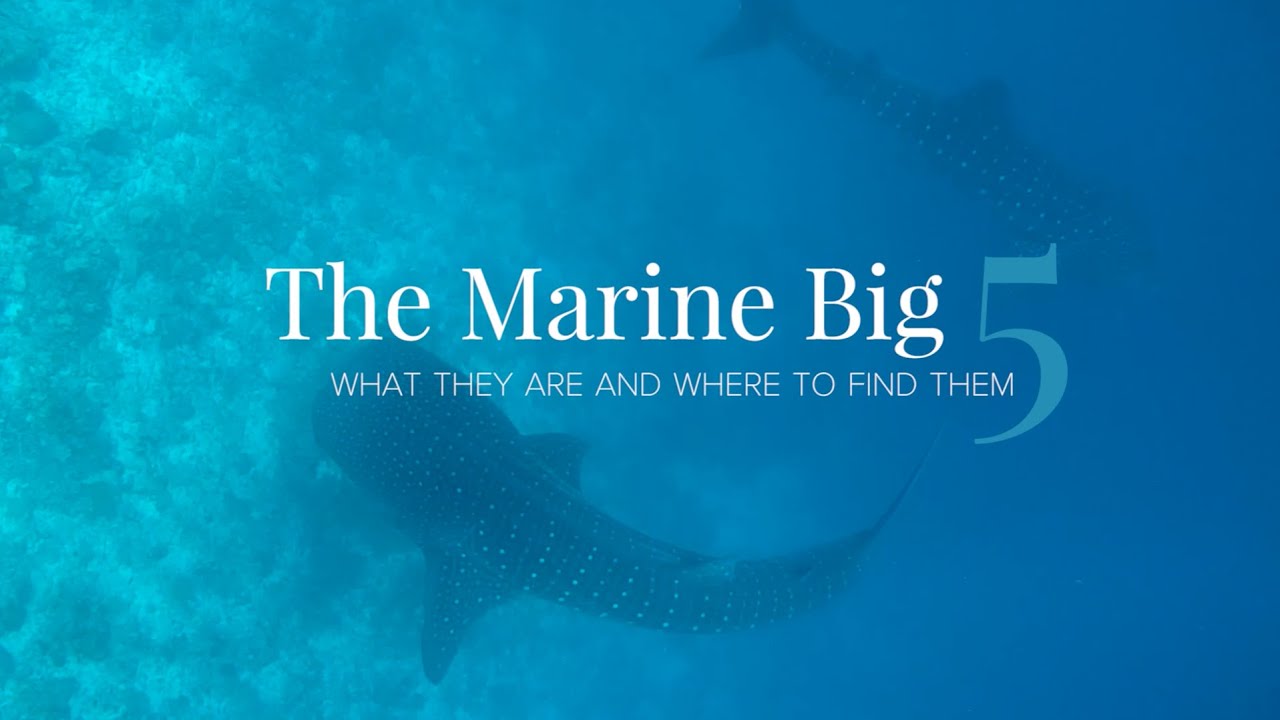 The Marine Big 5 | What they are and where to find them - YouTube