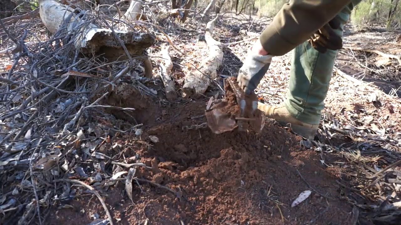 Sticking my hand in a Jake dog trap! - YouTube