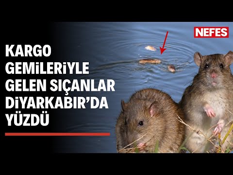 Göçmen sıçan Diyarbakır'da: 'Kamyonlarla gelmiş olabilir'