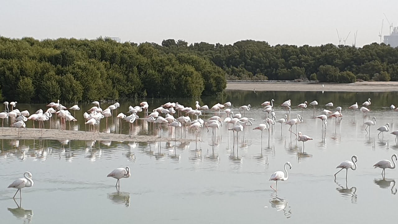 1000 Flamingos at a single place Dubai || Dubai Wildlife Sanctuary 2020 ...