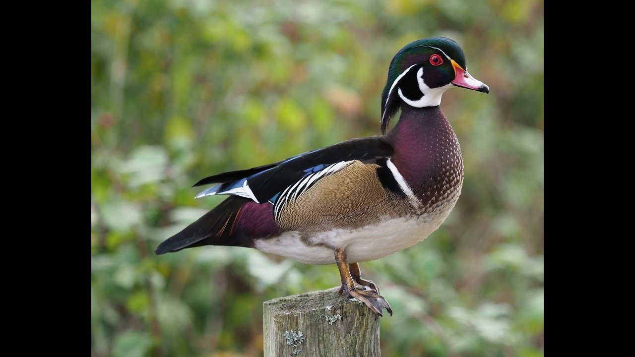 Oil Painting & Stuff: Wood Duck Drake - YouTube