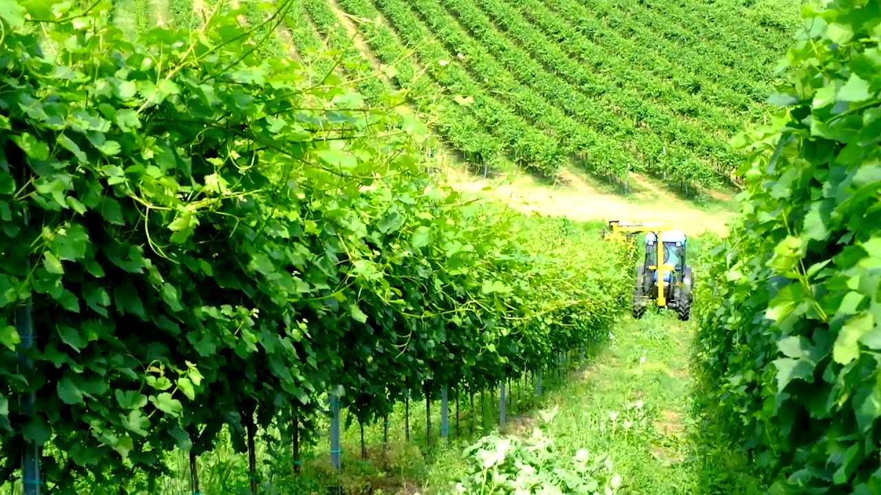 Cimatrice TECNOVICT mod.220T | TECNOVICT Vineyard Trimmer mod. 220T ...