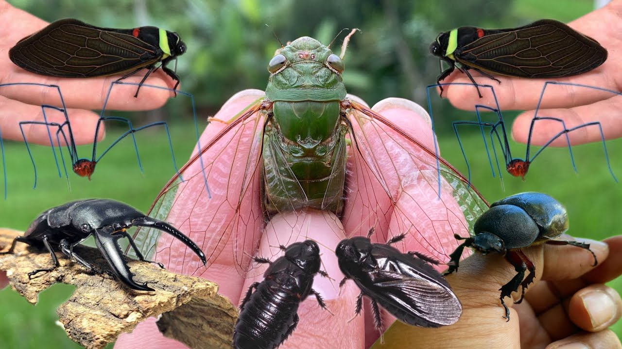 catching insects in the rainforest - YouTube