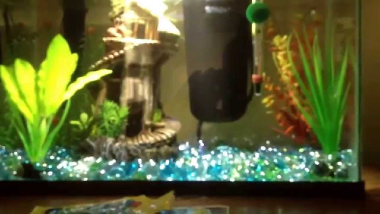 Awesome 5 gallon fish tank setup!! - YouTube