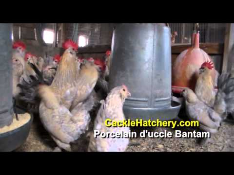 Porcelain d'uccle Bantam Chicken Breed (Breeder Flock) | Cackle ...
