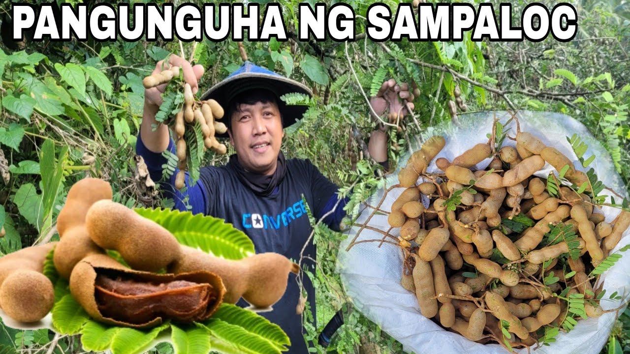 Pangunguha ng Sampaloc panglahok sa sinigang na Hipon - YouTube